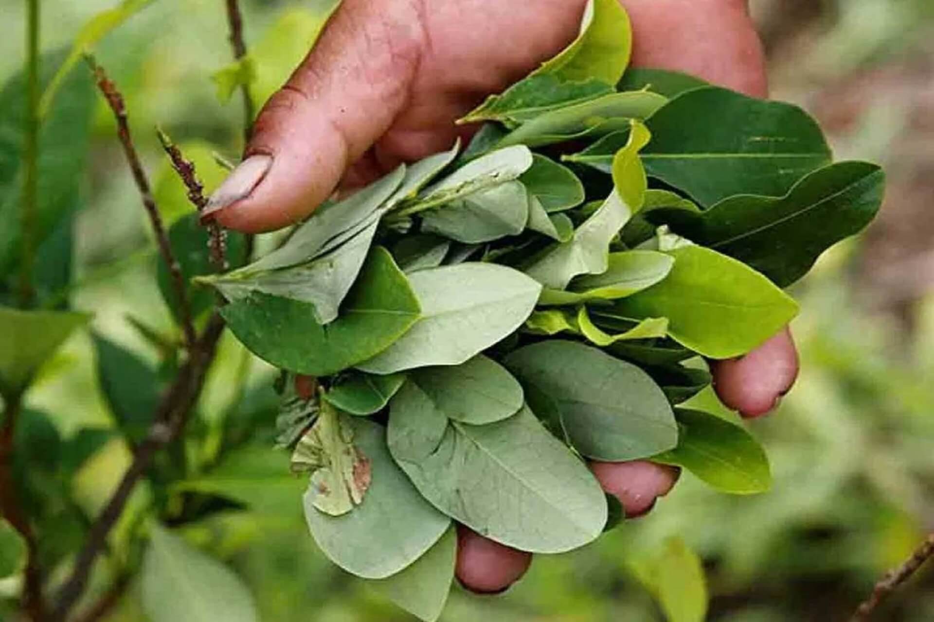 El Unicornio – La realidad supera la fantasía